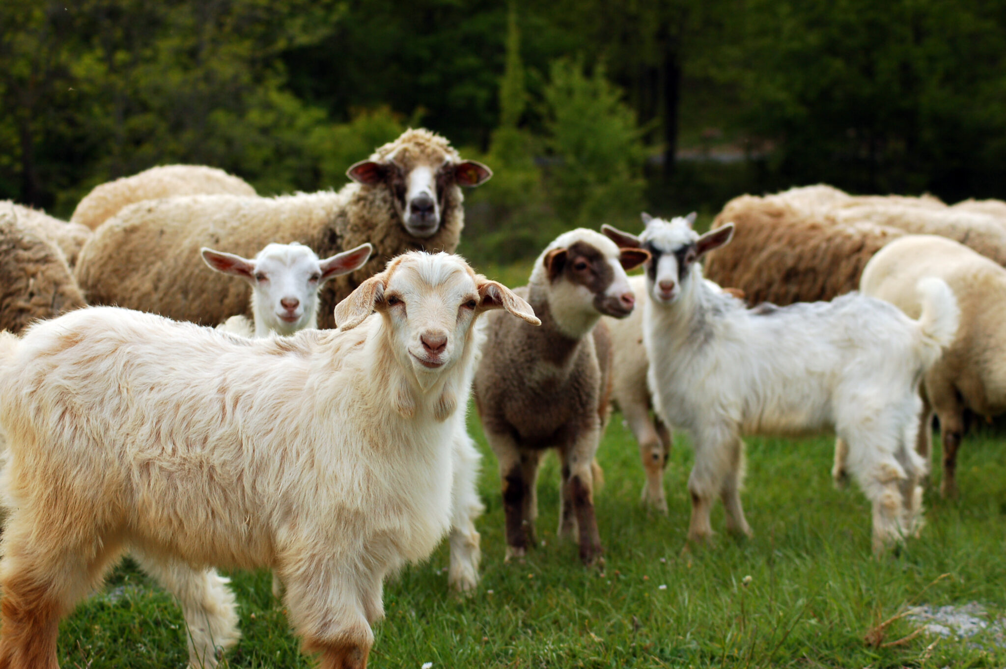 Small Ruminant Wellness Care in Wickenburg, AZ | Hassayampa Veterinary Services